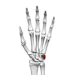 Pisiform bone Facts for Kids