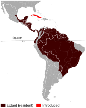 Spotted paca Facts for Kids