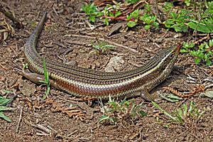 Keeled Indian mabuya Facts for Kids