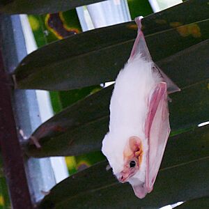 Northern ghost bat Facts for Kids
