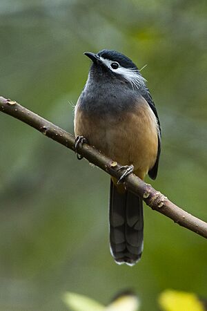 White-eared sibia Facts for Kids