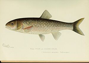 Fallfish Facts for Kids