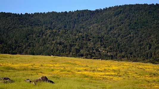 Edgewood County Park Facts for Kids