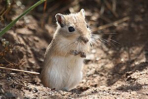 Mongolian gerbil Facts for Kids