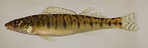 Chesapeake logperch Facts for Kids