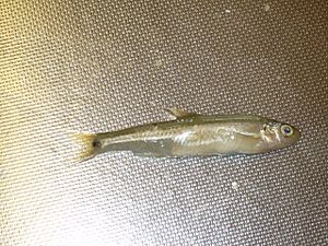 Spottail shiner Facts for Kids