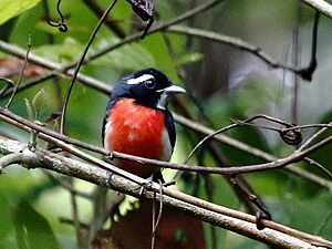 Rose-breasted chat Facts for Kids