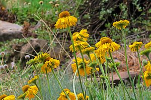 Coastal sneezeweed Facts for Kids