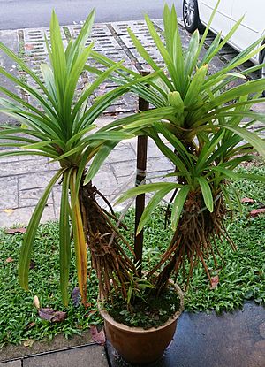 Pandanus amaryllifolius Facts for Kids