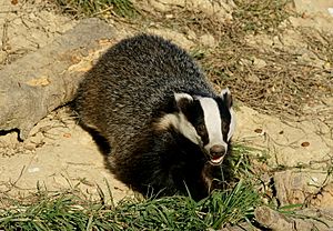European badger Facts for Kids