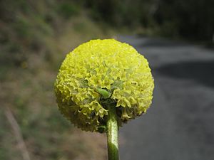 Billy buttons Facts for Kids