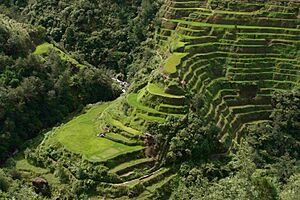Terrace farming Facts for Kids