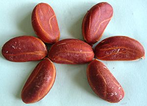 Velvet apple Facts for Kids