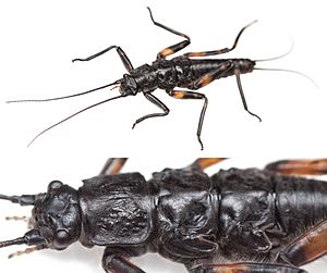 Maungatua stonefly Facts for Kids