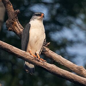 White-browed hawk Facts for Kids