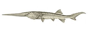 Paddlefish Facts for Kids