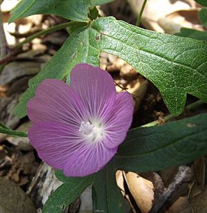 Waxy checkerbloom Facts for Kids