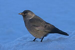 Western jackdaw Facts for Kids