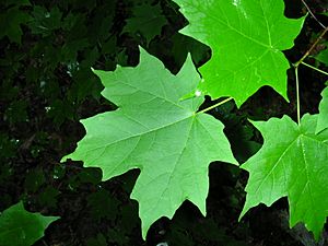 Sugar maple Facts for Kids