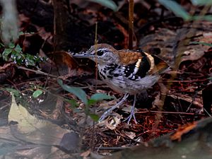Banded antbird Facts for Kids