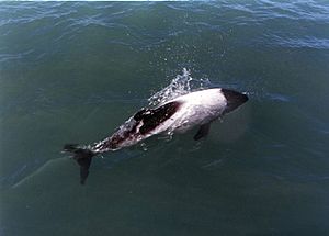 Commerson's dolphin Facts for Kids