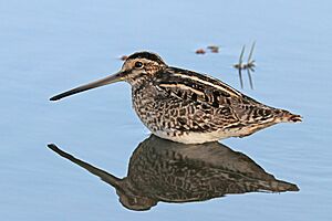 African snipe Facts for Kids