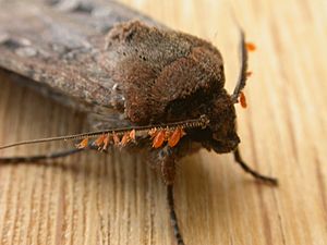 Bogong moth Facts for Kids