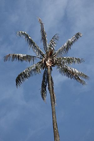 Ceroxylon quindiuense Facts for Kids