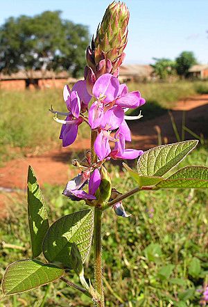 Desmodium intortum Facts for Kids