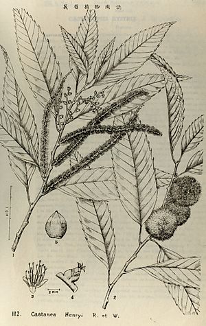 Castanea henryi Facts for Kids