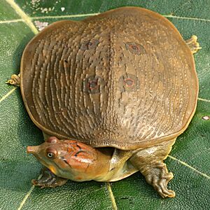 Leith's softshell turtle Facts for Kids