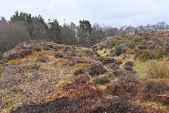 Northshield Rings Facts for Kids