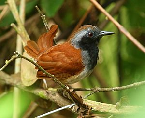 White-bellied antbird Facts for Kids