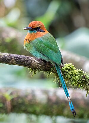 Motmot Facts for Kids