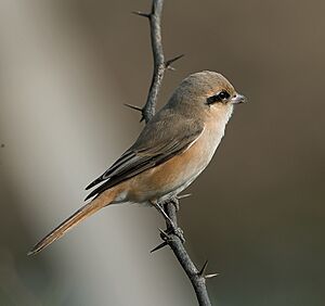 Isabelline shrike Facts for Kids