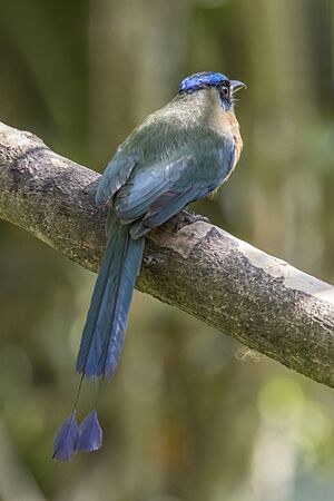 Lesson's motmot Facts for Kids