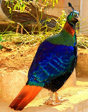 Monal Facts for Kids