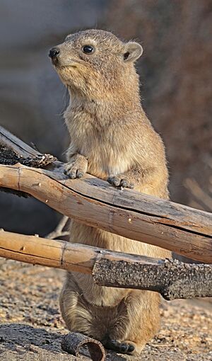Rock hyrax Facts for Kids