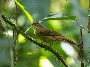 Olive-backed foliage-gleaner Facts for Kids