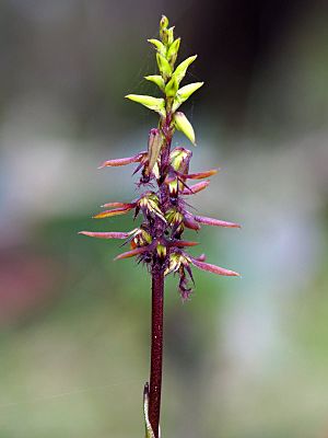 Bearded midge orchid Facts for Kids