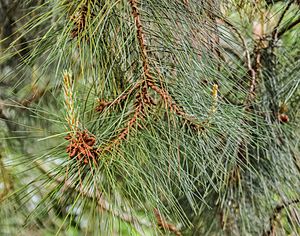 Pinus lawsonii Facts for Kids