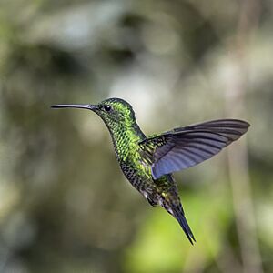Steely-vented hummingbird Facts for Kids