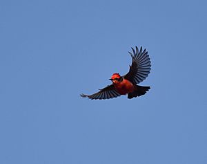 Vermilion flycatcher Facts for Kids