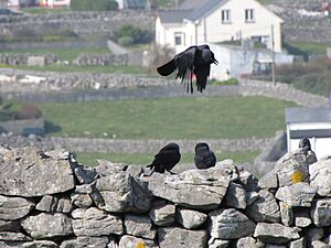 Western jackdaw Facts for Kids