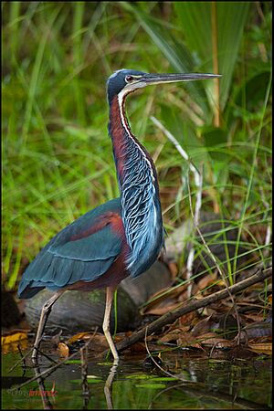 Agami heron Facts for Kids
