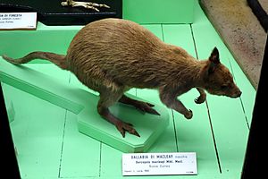 Macleay's dorcopsis Facts for Kids