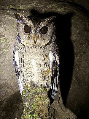 Indian scops owl Facts for Kids