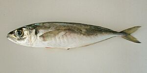 Mediterranean horse mackerel Facts for Kids