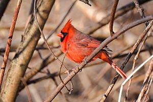 Cardinal (color) Facts for Kids