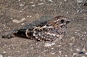 Square-tailed nightjar Facts for Kids